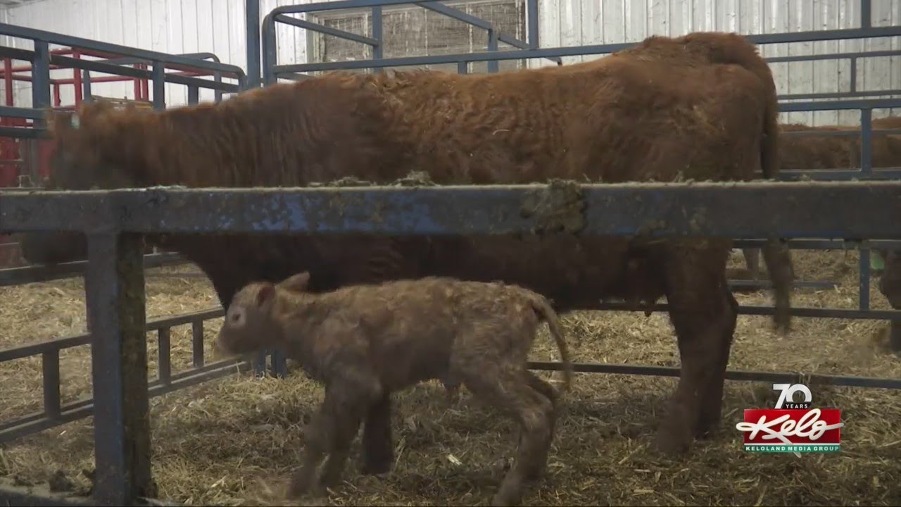 Cow Cam brings thousands of viewers inside the barn - YouTube
