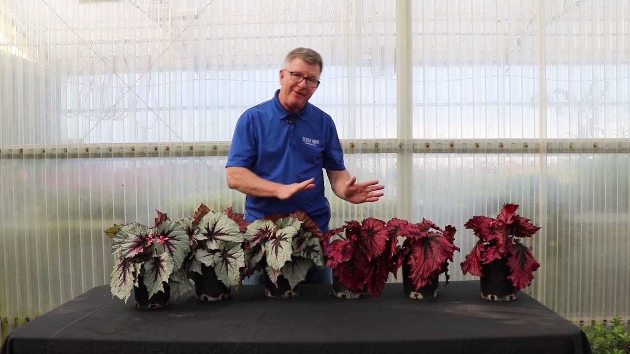 TERRA NOVA® Nurseries, Inc. - Begonia T REX™ 'First Blush' & Begonia T ...