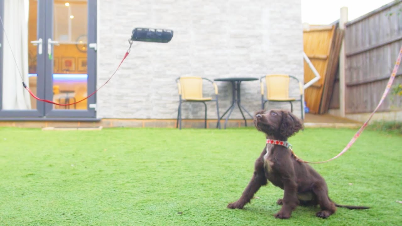 There's Something Different About My Dog | Short Film - YouTube