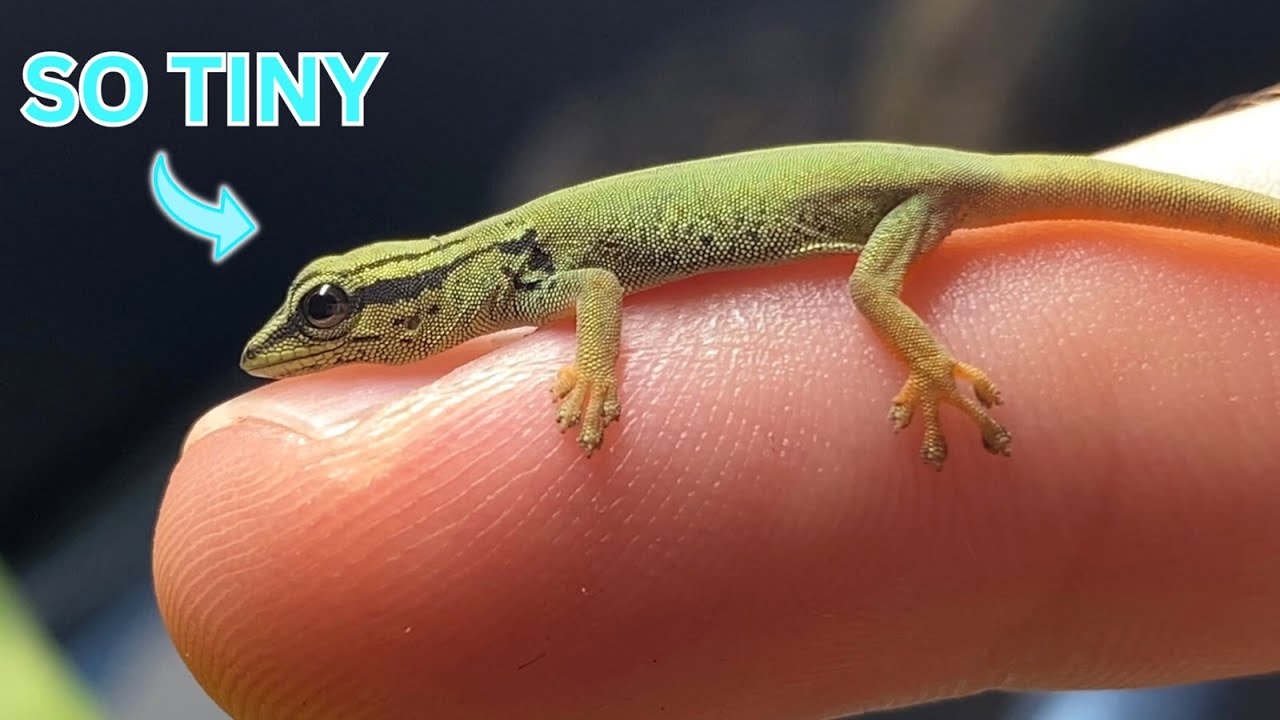 I Bought the World's SMALLEST Gecko!! - YouTube