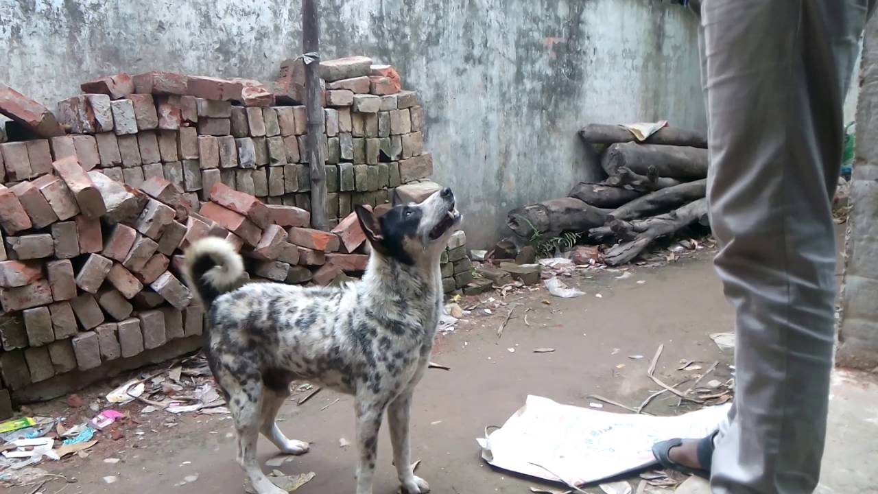 Kuttar training - YouTube