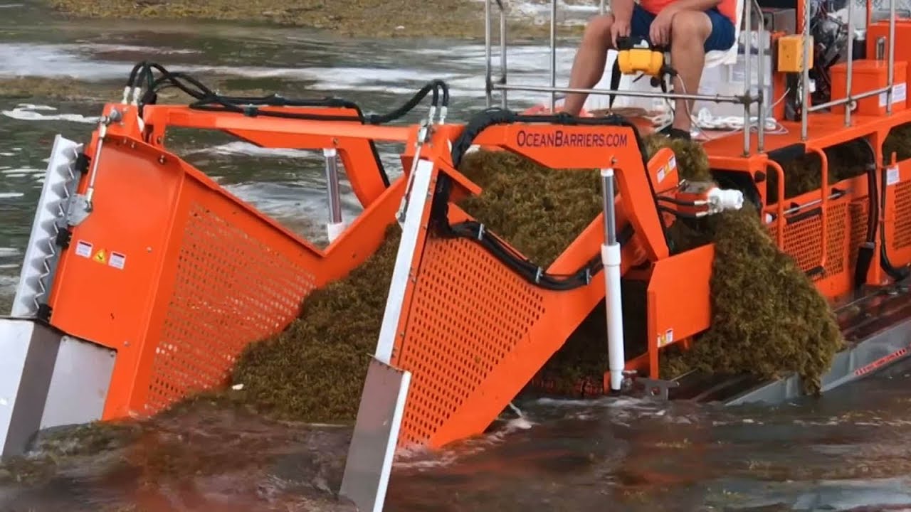 Entrepreneurs 'clean up' profits thanks to seaweed - YouTube