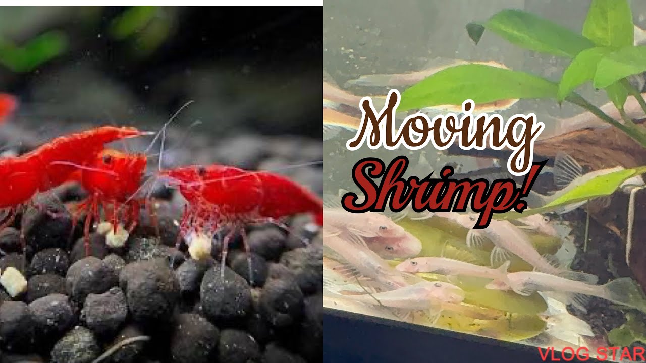How to move neo-caridina shrimp to a new aquarium! how I transfer ...