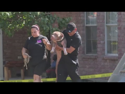 Woman gets plea deal in connection to 2024 dog attack that resulted in baby's death
