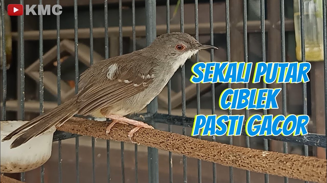 ciblek semi gacor, suara SEPERTI ini yang bikin ciblek semi cepat BUNYI ...