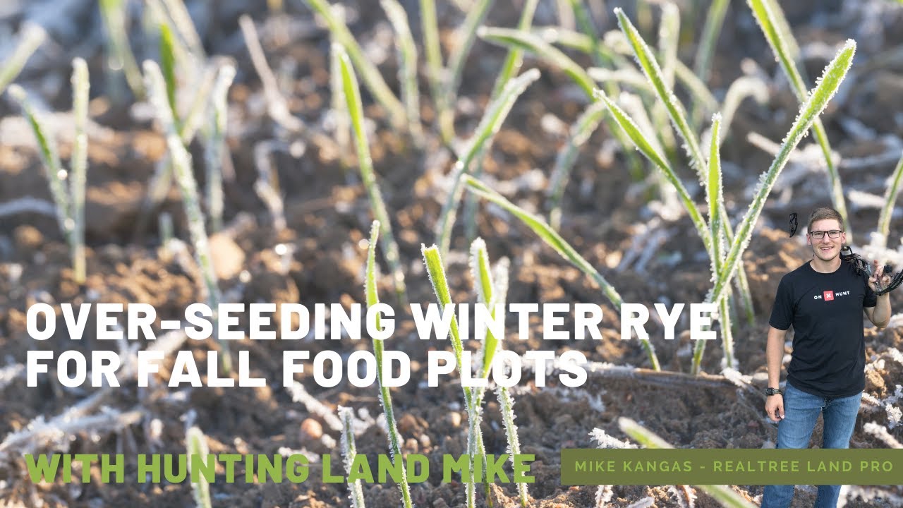 Over Seeding Fall Food Plots with Winter Rye! - YouTube