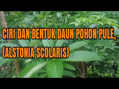 CIRI & BENTUK DAUN POHON PULE (Alstonia Scolaris) - YouTube