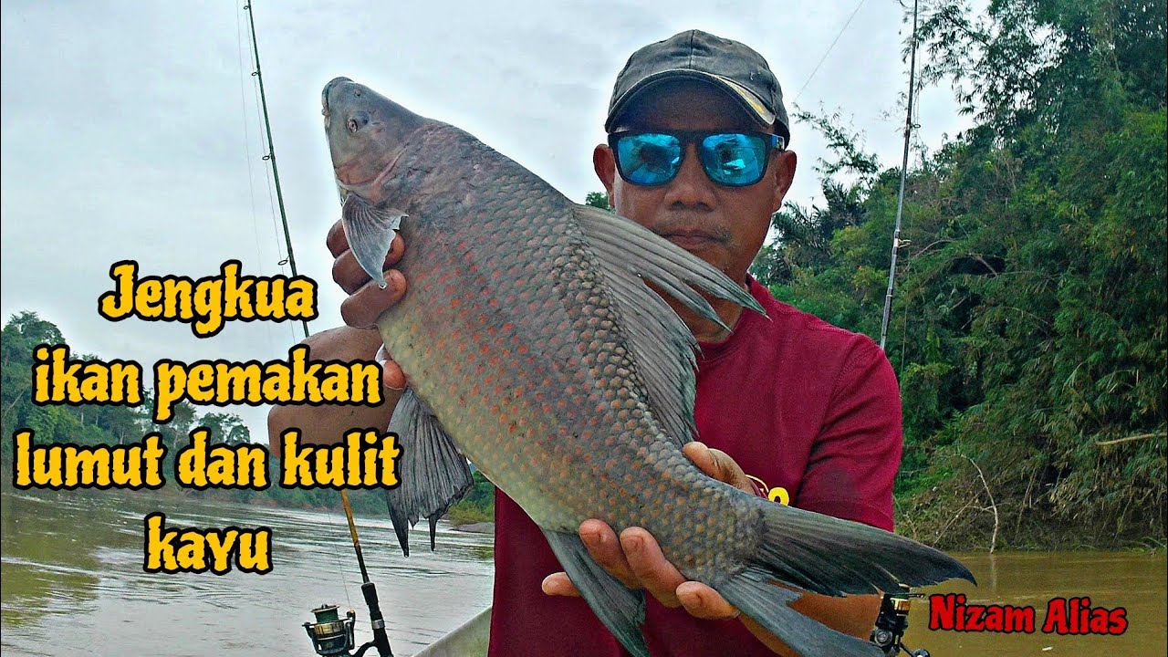 JENGKUA IKAN PEMAKAN LUMUT DAN KULIT KAYU - YouTube