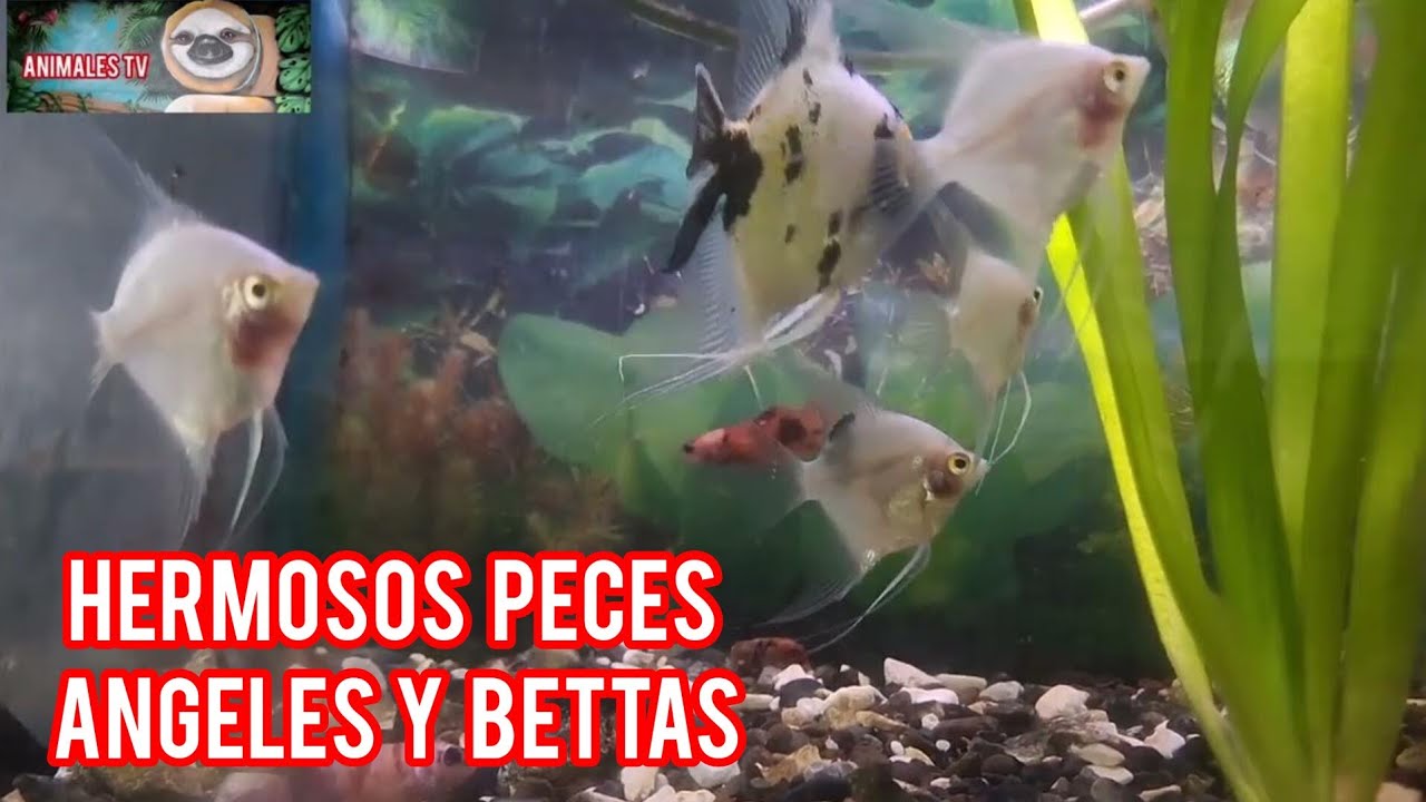 ANGELES Y BETTAS, MARAVILLOSOS PECES #peces #pecesangeles #pecesbettas ...