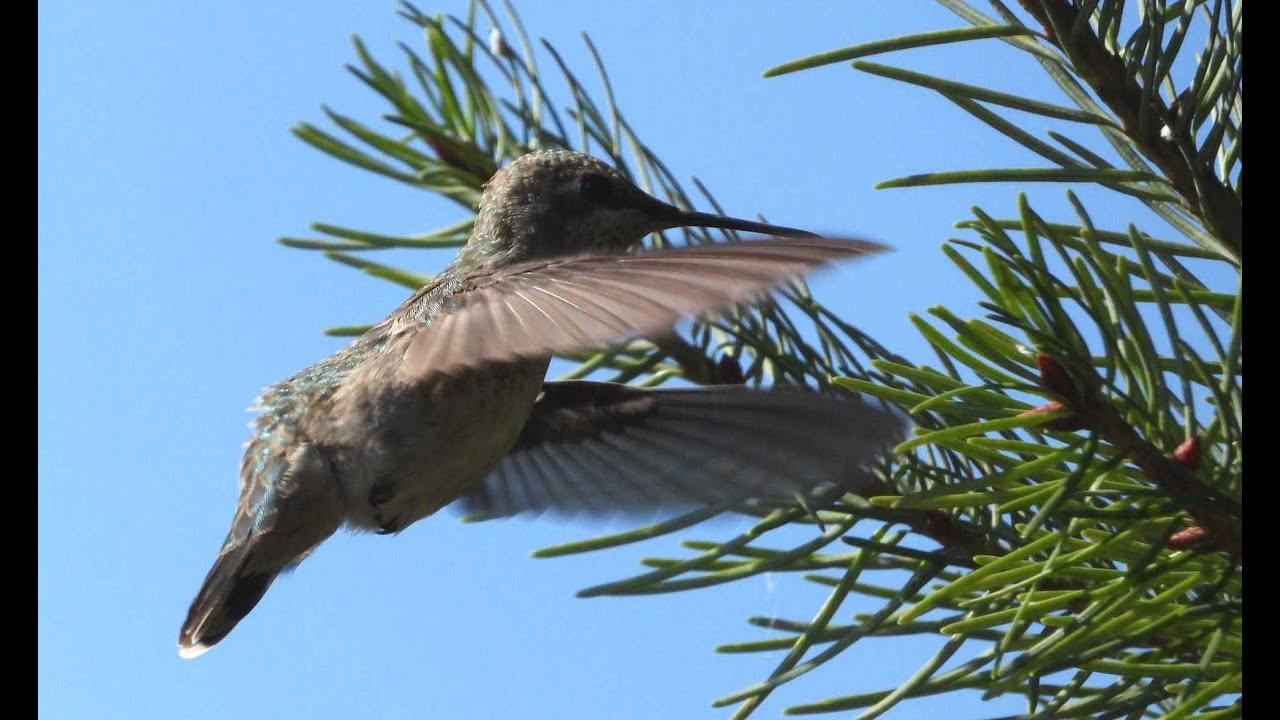 Miniature Suite for Strings (complete) - Jeffrey Olenick - YouTube