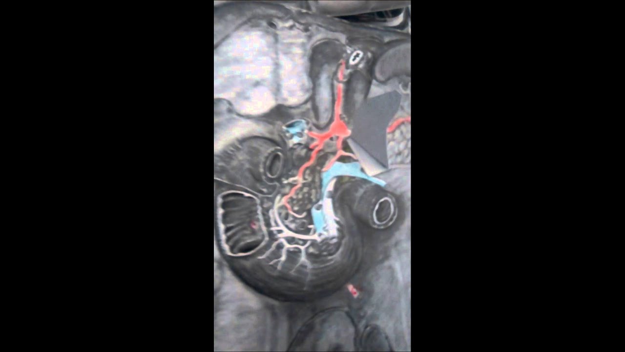 Anatomía II. Práctica 11: vísceras digestivas y bazo. - YouTube