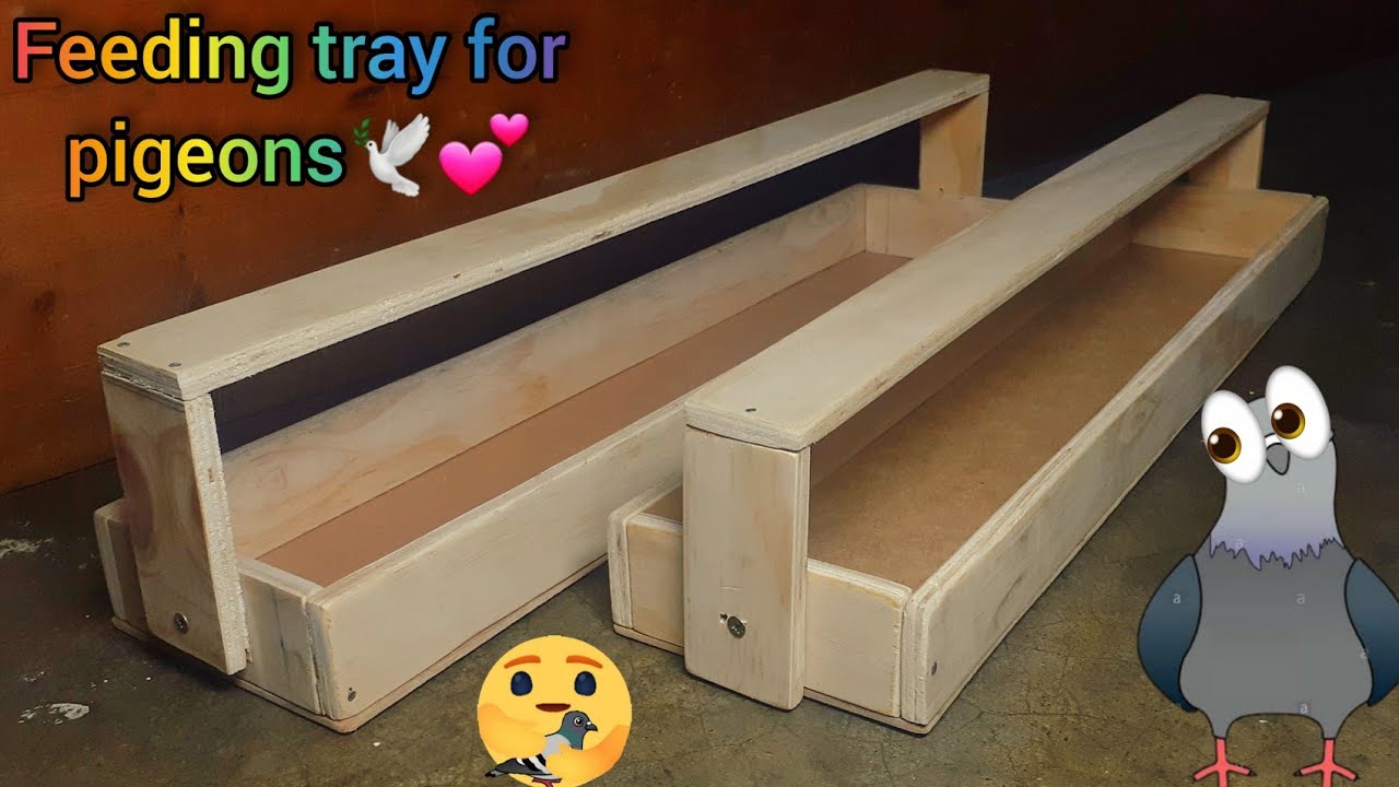Making a simple feeding tray for pigeons!🕊️💕 - YouTube