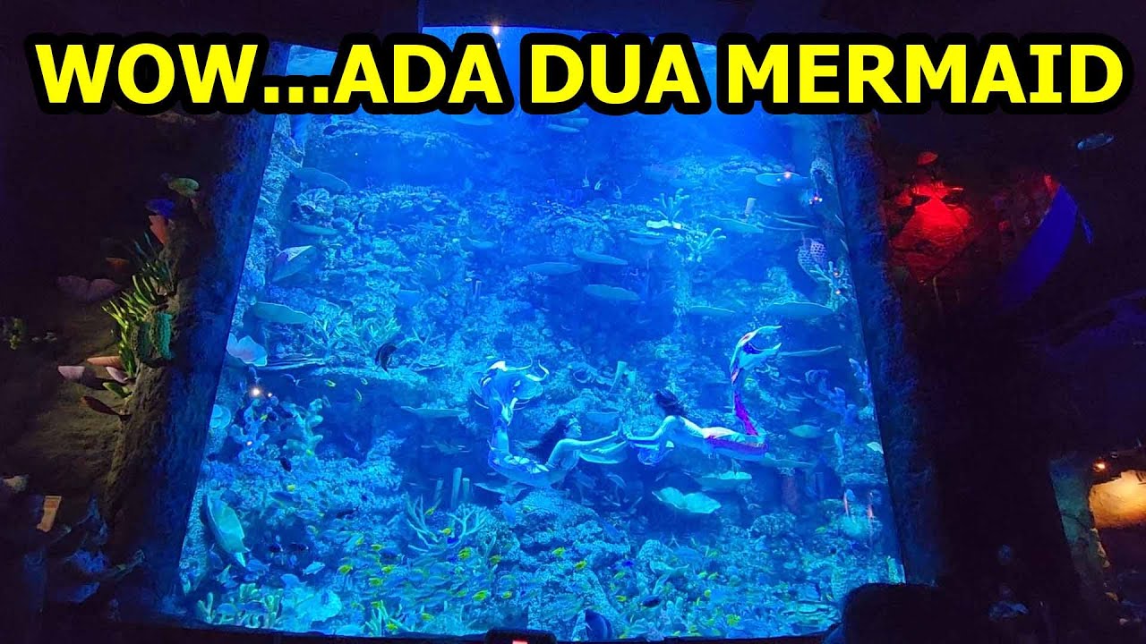 WOW ADA PERTUNJUKAN DUA MERMAID... - YouTube
