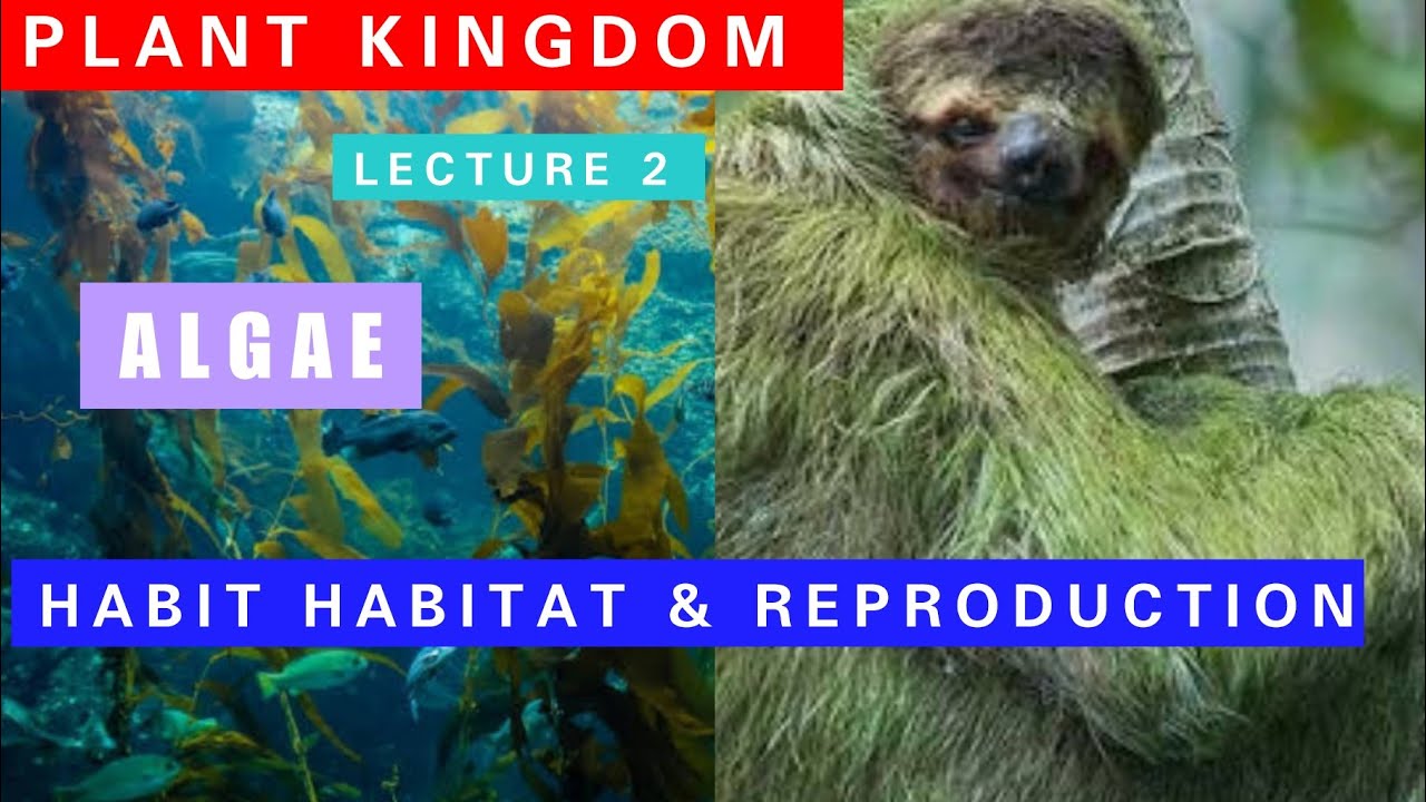 Class 11 BIOLOGY CHAPTER 3 PLANT KINGDOM (ALGAE-HABIT , HABITAT AND ...