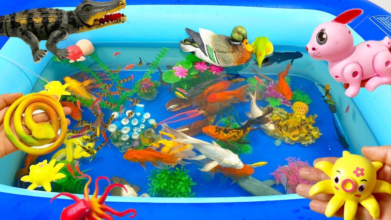Amazing Put fish in the float,sharks,dolphins,sea creatures,Slipp vakre ...