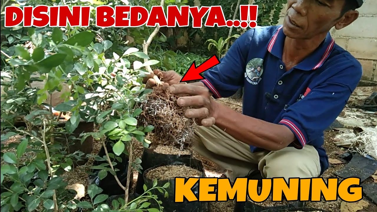 CARA TANAM DAN PERBANYAK TANAMAN HIAS KEMUNING - YouTube