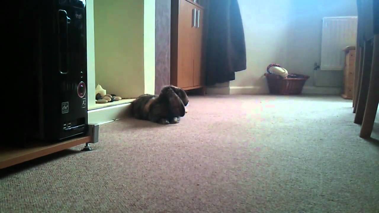 tinkerbell the rabbit - YouTube
