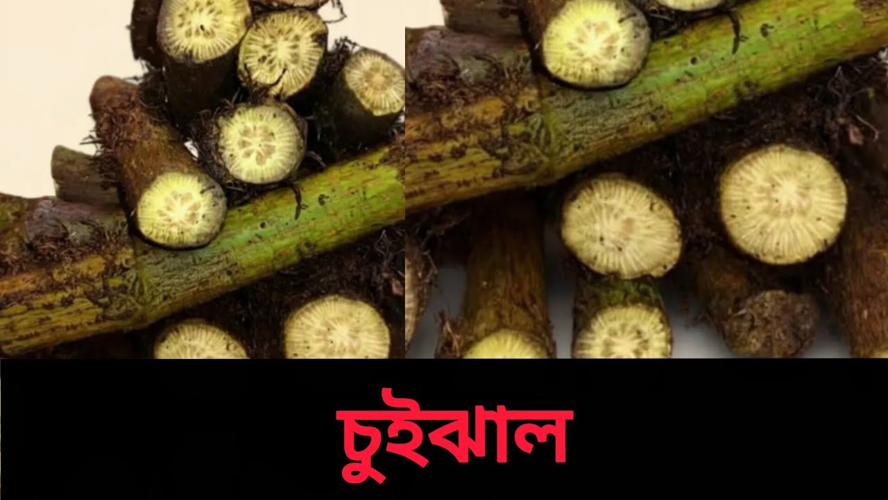 Chuijha । চুইঝাল । চুই ঝাল । Chui। Jhal - YouTube