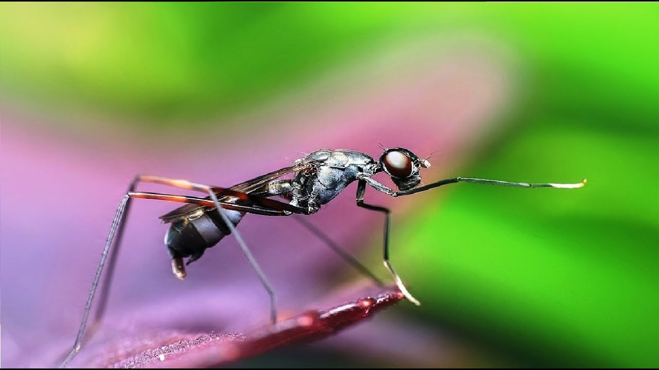 army of ants | animal deep life - YouTube