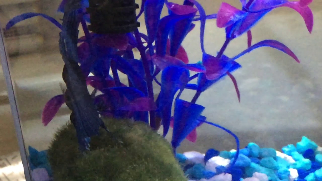 Fish update: Masoup... - YouTube