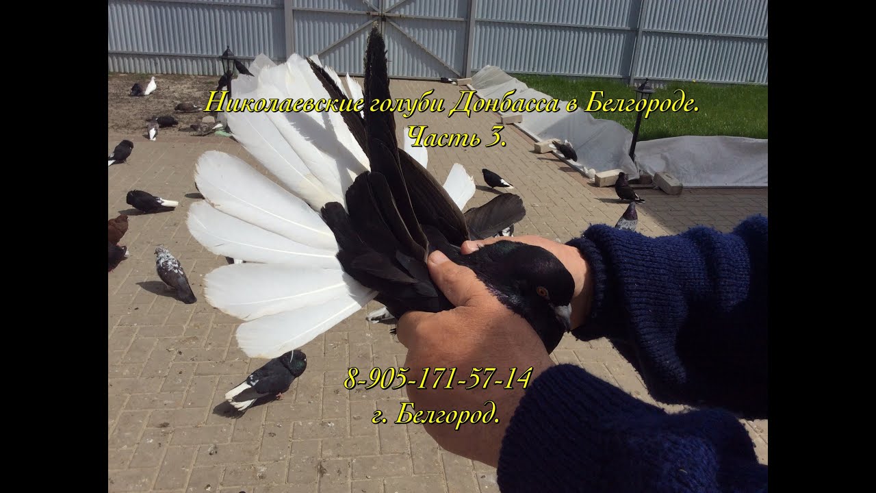 Николаевские голуби Донбасса в Белгороде. Часть 3. - YouTube