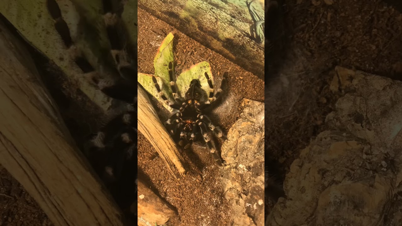 Tarantula molting timelapse - YouTube