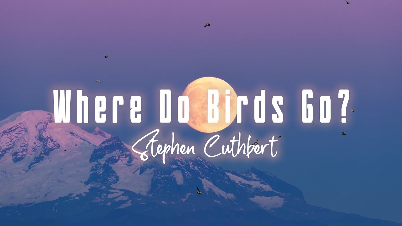 Stephen Cuthbert // Where Do Birds Go (Lyric Video) - YouTube