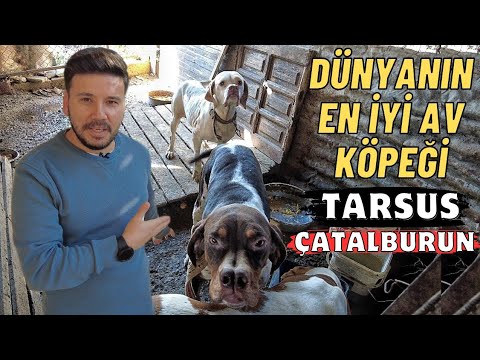 DÜNYANIN EN İYİ AV KÖPEĞİ | TARSUS ÇATALBURUN