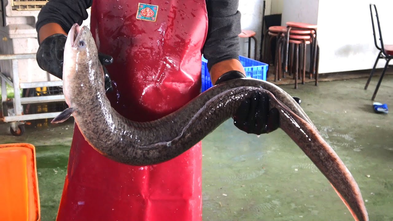 Masterful Live Cuttlefish, Grouper, and Eel Cutting by the Most Skilled ...