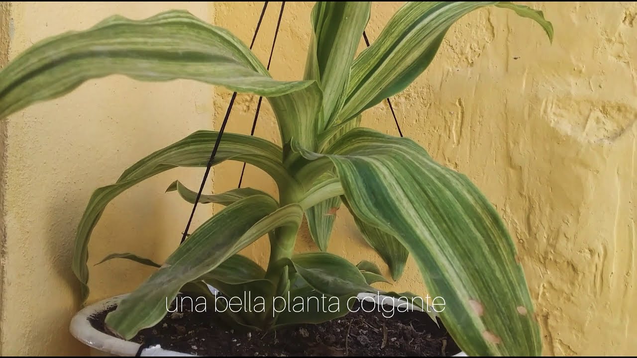 Planta canasta, Callisia fragans/MAYI - YouTube