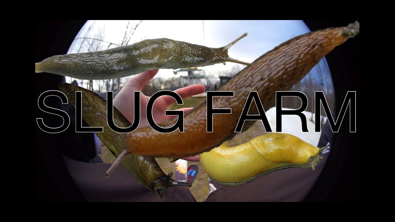 SLUG FARM - YouTube