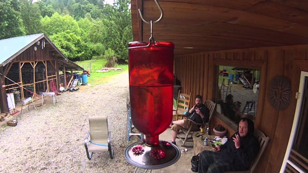Humming Birds + Dogs - YouTube