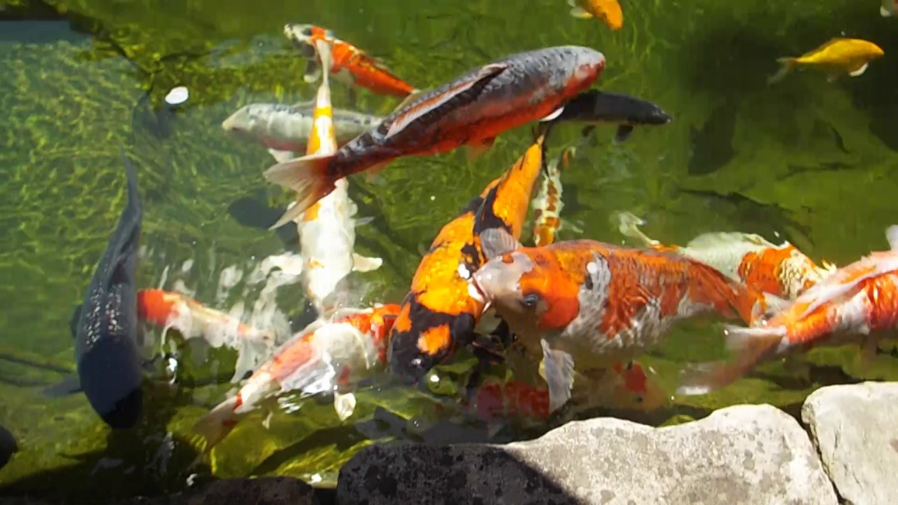Koi Bright Sunlight - YouTube