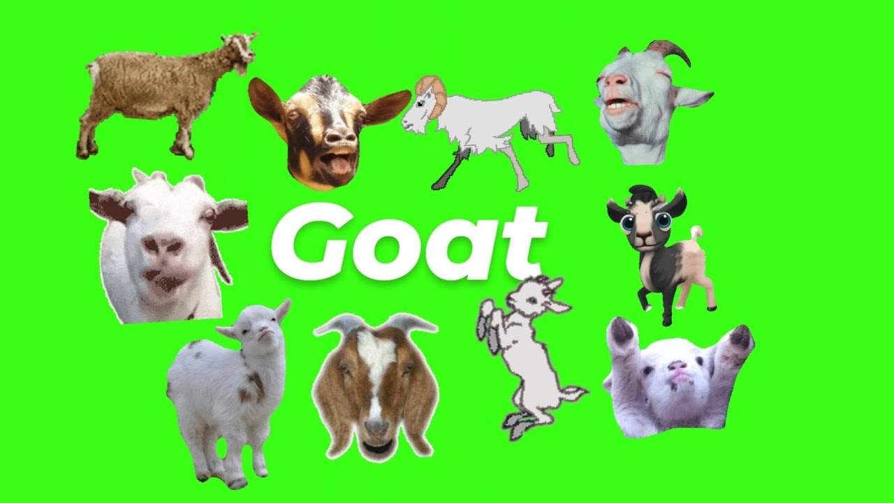 Animated Goat GIF Green Screen Pack (Free Download) - YouTube