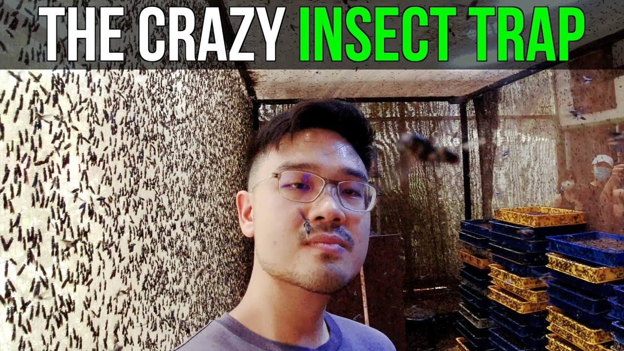 The Crazy Insect Trap - YouTube