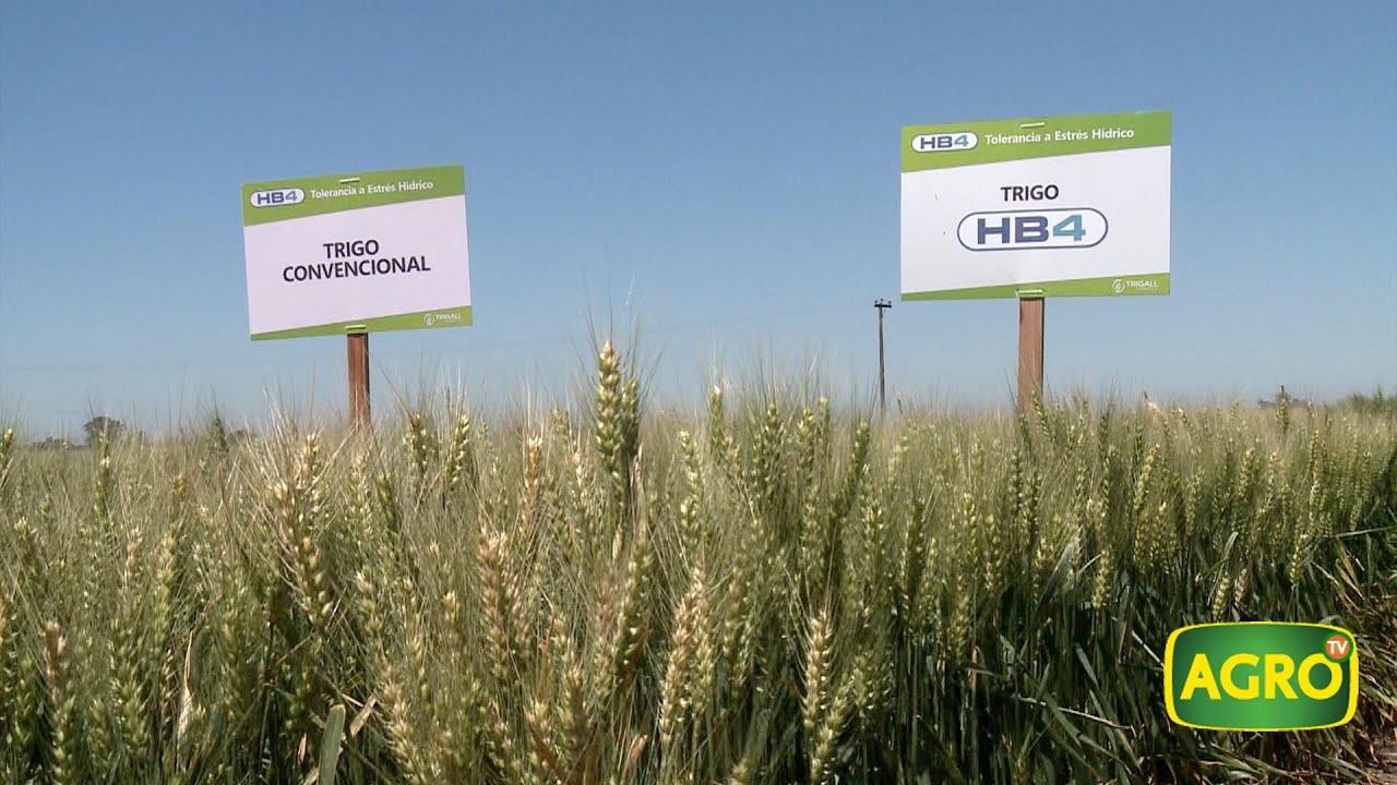 El evento del año: Bioceres presentó el trigo HB4 tolerante a sequía ...