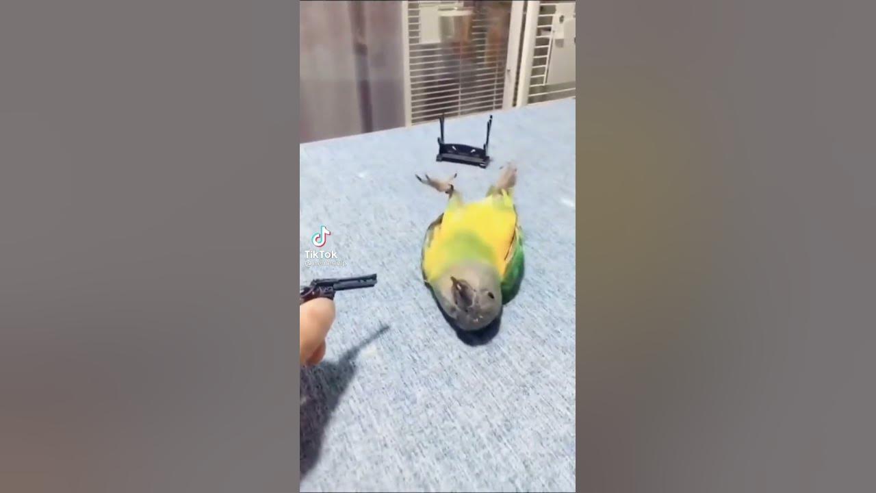 пип и поп два допаепа - YouTube