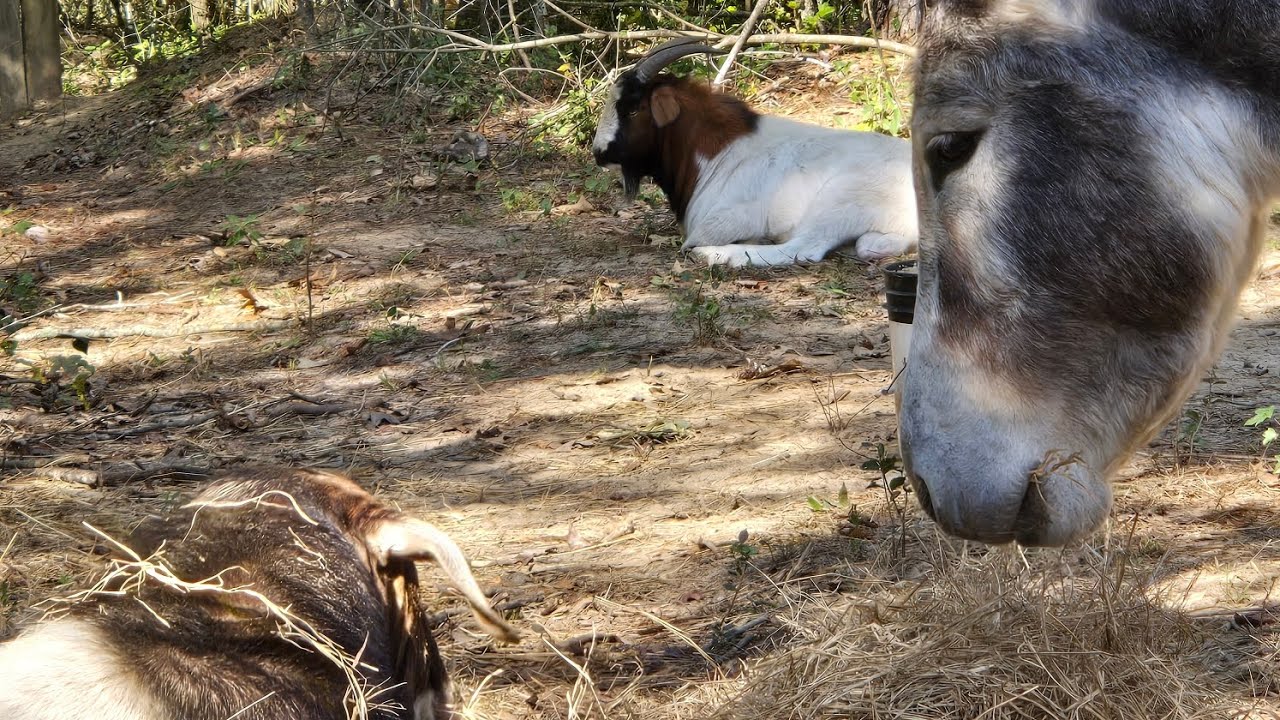 Totally Zen Animal Moment - YouTube