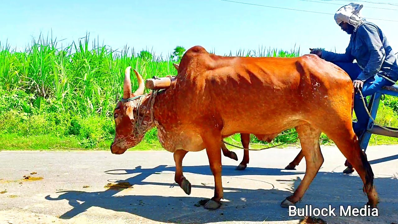 bullock cart heavy load race | bulloc cart race bullock cart ride bulls ...