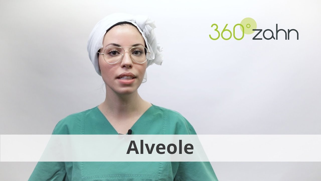 Alveole - Was ist eine Alveole? | Dental-Lexikon | 360°zahn - YouTube