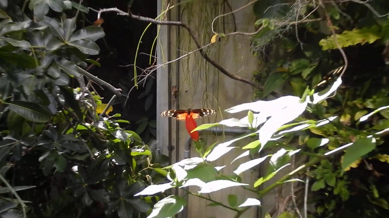 Butterflies at Osher Rainforest Enclosure, California Academy of ...