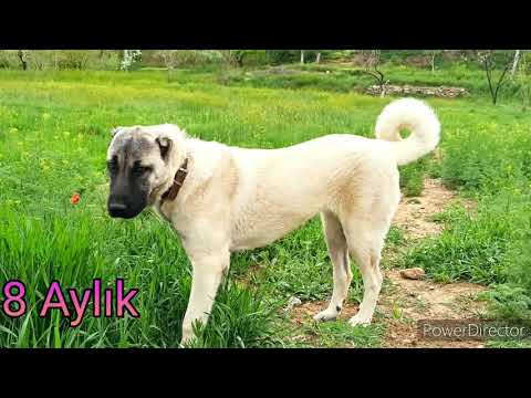Kangal köpeğimizin büyüme ve gelişim aşamaları...