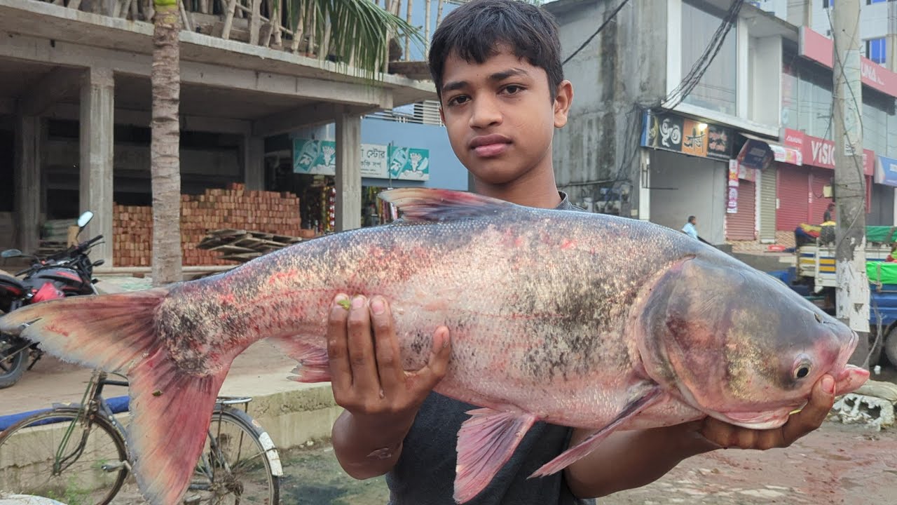 Never Seen' Giant Silver Cup Fish Cutting Skills In Fish Cutter Expert ...