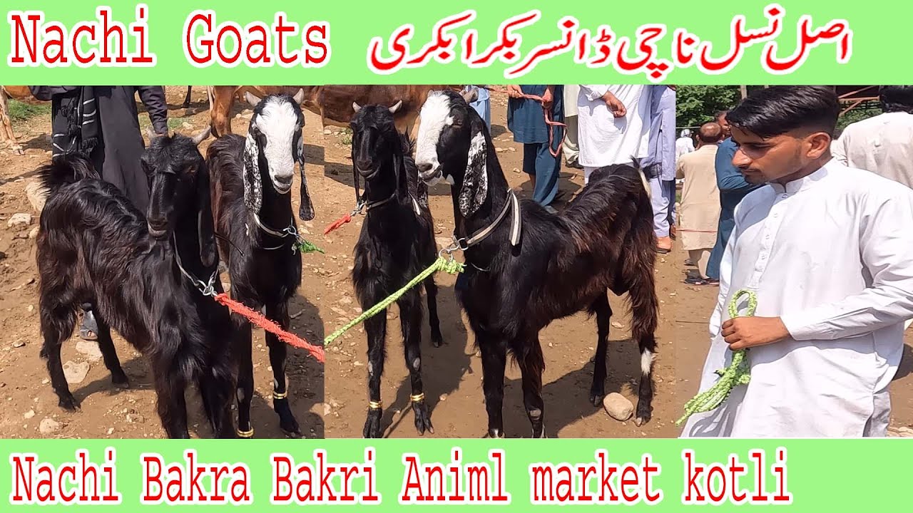 Top breed Nachi Bakra bakri | Nachi goats | Beetal nachi Goats mandi kotli mirpur punjab ...