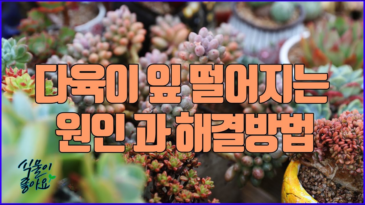 다육이 잎 자주 떨어지는 원인과 해결 방법 그리고 어떤 품종이 잘 떨어지는지 알아보기 Youtube
