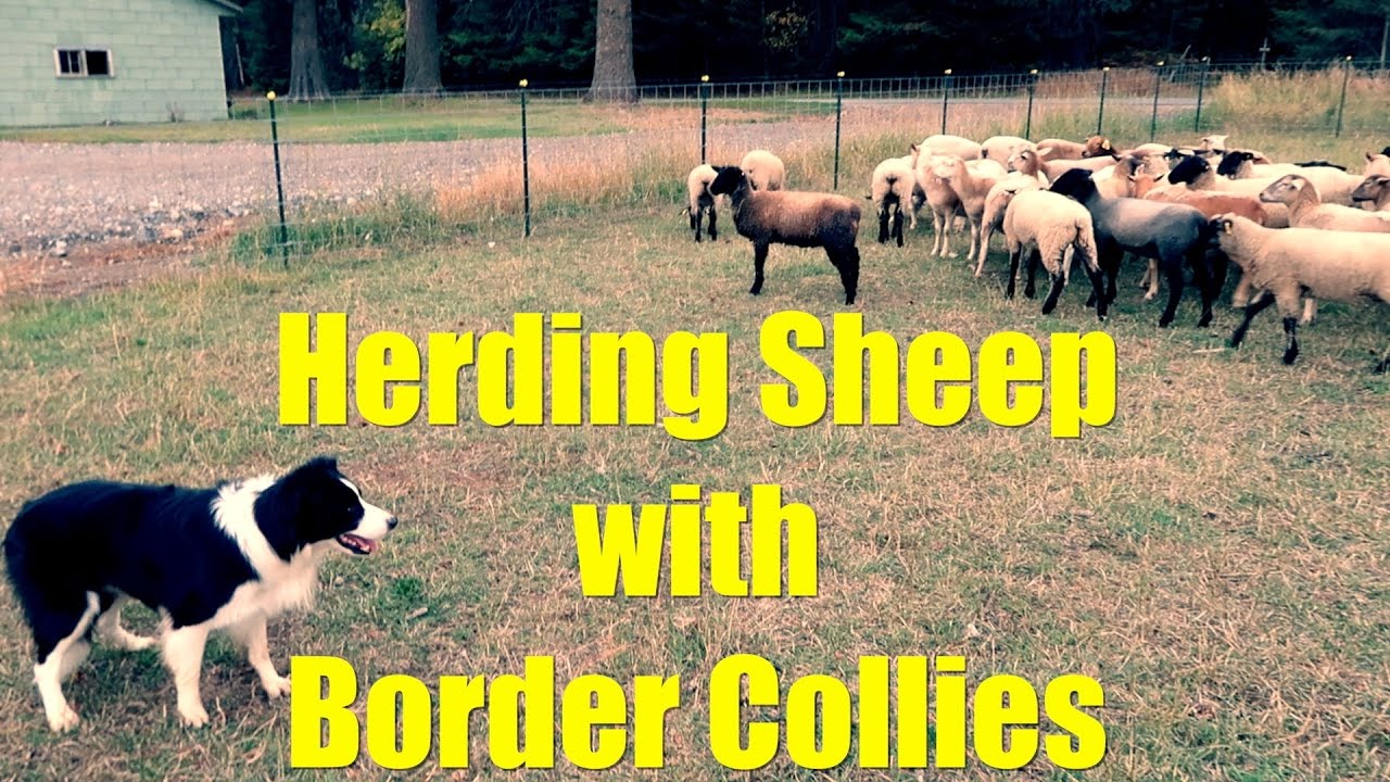 Herding Sheep with Border Collies - YouTube
