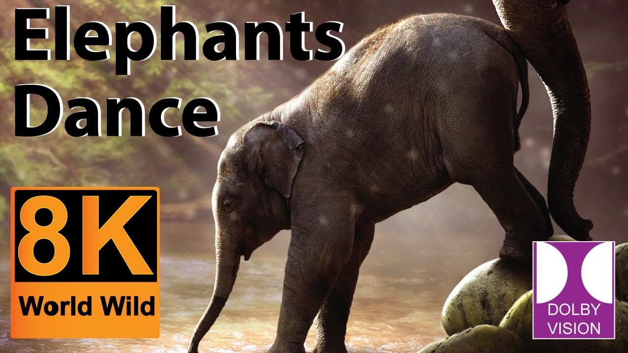 Elephants Dance | Nature Documentary Full HD 1080p - YouTube