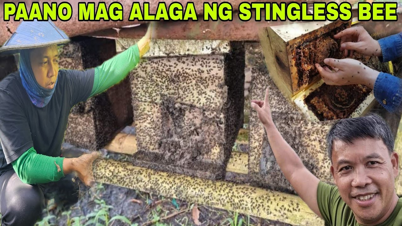 Paano ang Tamang pag aalaga ng stingless bee LUKOT...Doc Pj ibinahagi mga kaalaman sa Pag aalaga ...