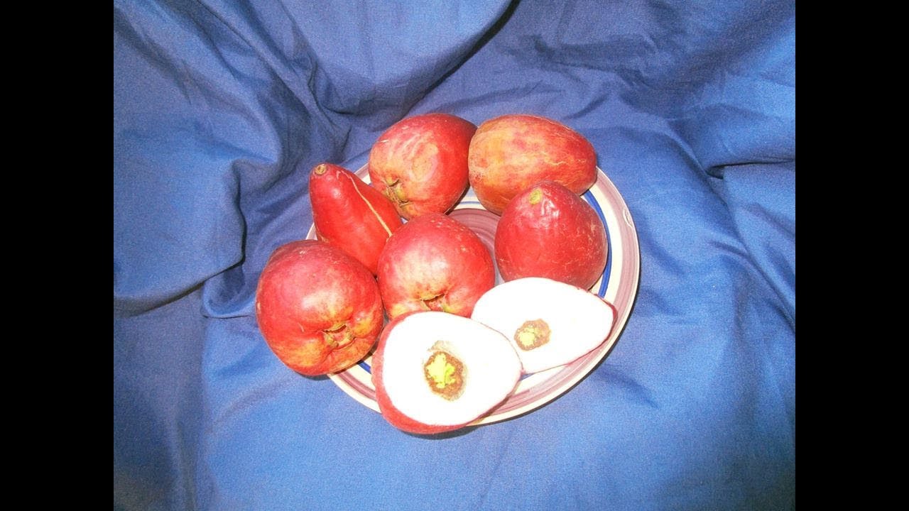 PROPIEDADES Y BENEFICIOS DE LA POMARROSA - YouTube