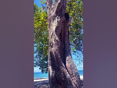 ต้นงิ้ว ชายทะเล 😍 คอสตาริกา | Pochote tree with spiky bark | Santa ...